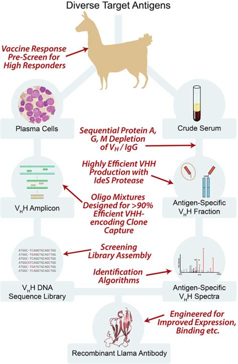 Nanobodies Laboratory Of Cellular And Structural Biology