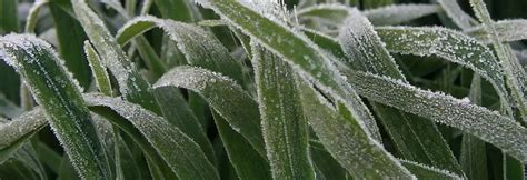 Destroying Nitrate Fixing Intermediate Crops Kuhn