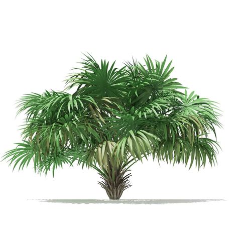 Thatch Palm Tree 3d Model 26m