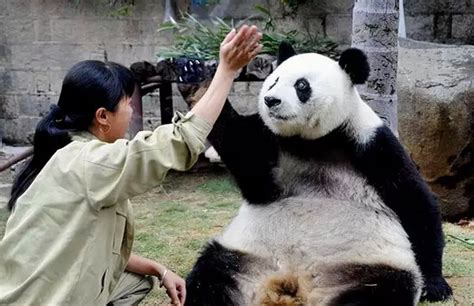 Morto Basi Il Panda Più Vecchio Al Mondo Aveva 37 Anni Ilfogliettone Itilfogliettone It