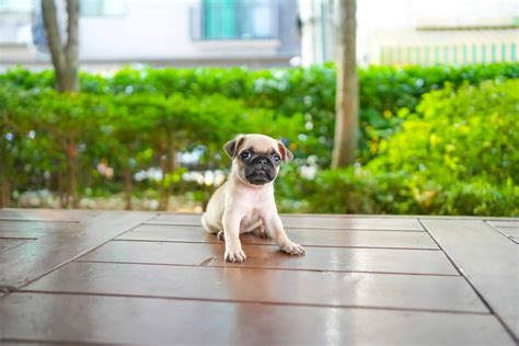 퍼그분양 사랑스러운 애기 강아지 펑펑이 웰시코기분양 프렌치불독분양 보스턴테리어분양 이탈리안그레이하운드분양 베들링턴테리어분양 셔틀랜드쉽독분양 코카스파니엘분양 퍼그분양 비글