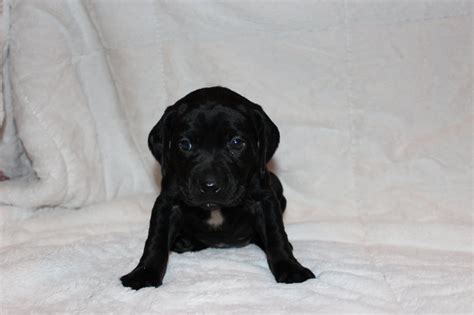 Yellow Collar Female Lab Pointer Hybrids Of Texas Yellow Collar Female Lab Pointer Hybrids Of Texas
