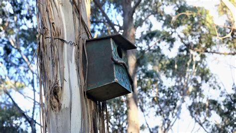 Conservation Organisation Aussie Ark Is Installing Nesting Boxes To Save Gliders From Feral