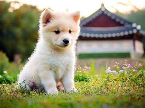 Koreaanse Jindo Hond De Loyale En Intelligente Koreaanse Jager