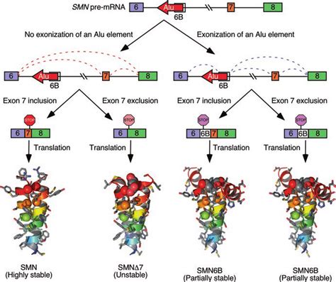 A Model Showing Skipping And Inclusion Of SMN Exon B Exon B Is Download Scientific Diagram