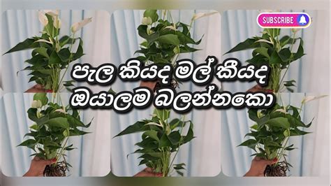 බුශ් වල විදිය ඔයාලම බලල කතා කරන්නකො එයාලා හරිම ලස්සනයි වයිට් වර්ග‍යක් විදියට එකතු කර ගන්න