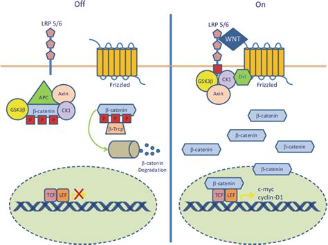 Figure 1 From Overview Of Wnt β Catenin Signaling Pathway And Cancer Semantic Scholar