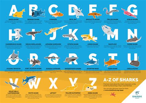 Shark Species Poster