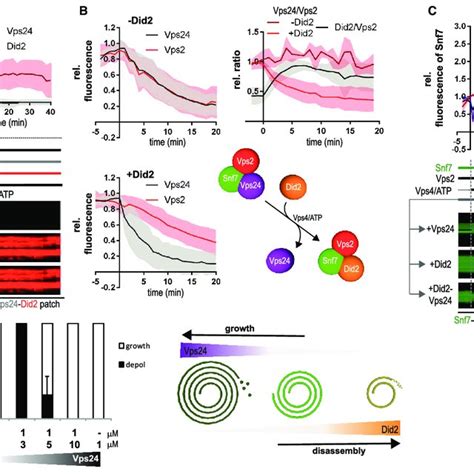 Vps4 Triggers Sequential Disassembly Of Escrt Iii Subunits Download Scientific Diagram