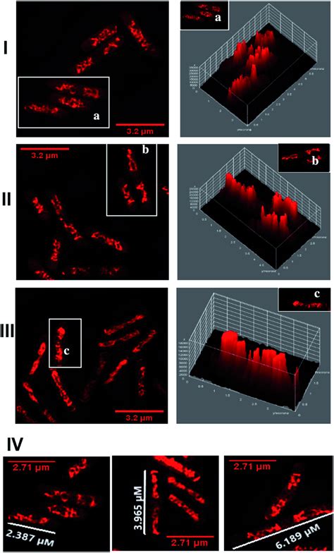 Super Resolution Microscopy Sim Imaging Z Stack 3d Projections