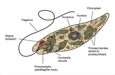 Euglena Definition Characteristics Structure Reproduction Importance Biology Notes Online