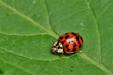 Ladybug Insect Leaf Free Photo On Pixabay