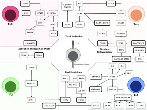 summary of lncrnas regulatory networks involved in t cell biology