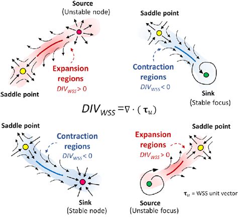 Explanatory Sketch Of Topological Features Of The Wss Vector Field