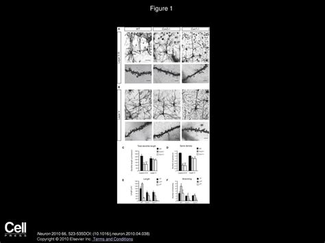 Volume 66 Issue 4 Pages May 2010 Ppt Download