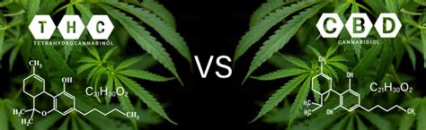 Imagens De Dronabinol Explore Fotografias Do Stock Vetores E Vídeos De 130 966 Adobe Stock