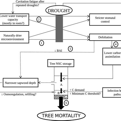 Schematic Diagram Of The Processes Associated With Drought Induced Download Scientific Diagram