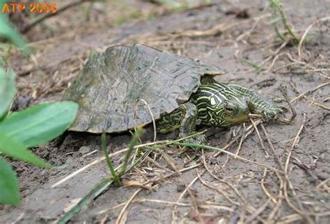 Care Sheet Northern Map Turtle