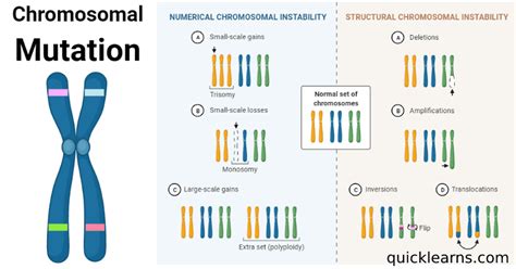 What Type Of Mutation Is Responsible For New Variations Of A Trait