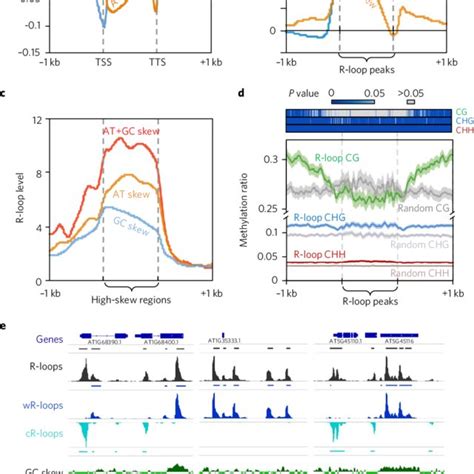 Genome Wide Detection Of R Loops In Arabidopsis By SsDRIP Seq A Download Scientific Diagram