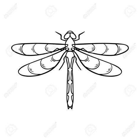 Dragonfly Outline Drawing Free Download On Clipartmag