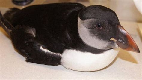 Puffin At Sex Clinic Dies Of Exhaustion Runitedkingdom