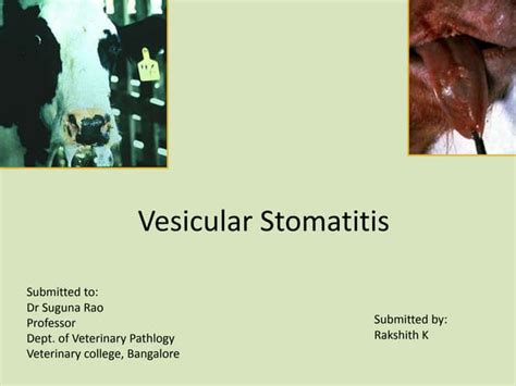 Vesicular Stomatitis In Cattle Horse And Pigs Pptx