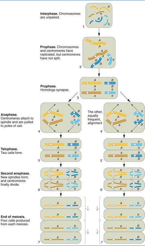 Hanaa Fayed On Linkedin Independent Assortment Of Chromosomes At Meiosis Explains Mendels Ratio‼️…