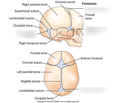 Infant Sutures Diagram Quizlet