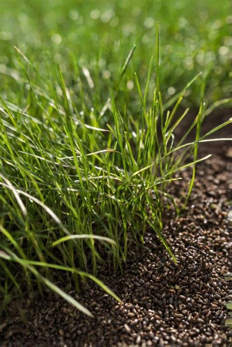 Zoysia Grass Seed Tips For A Lush And Healthy Lawn Happyinteriortime