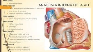 Anatomia Del Corazon Pdf