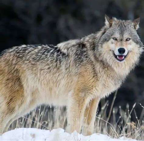 Байгалийн эмч хэмээдэг саарал чонын тухай сонирхолтой баримтууд