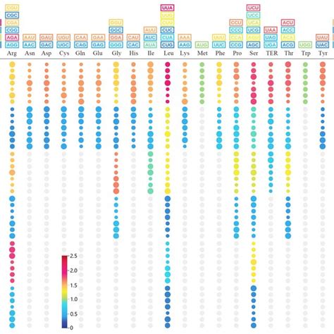 relative synonymous codon usage rscu index for each amino acid codon