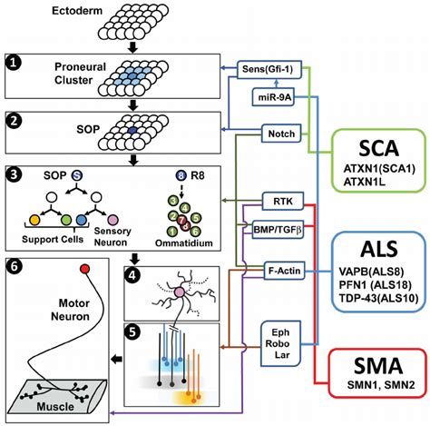 A Schematic Model Of The Vapb Signaling Pathway Download Scientific Diagram