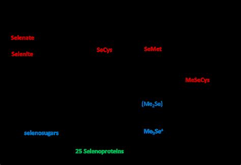 Metabolism Of Selenium And Synthesis Of Selenoproteins Download Scientific Diagram