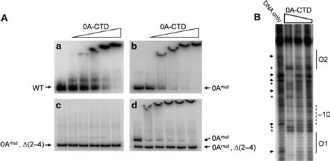 C Terminal Dna Binding Domain Of 0a Binds To The Operators In The Sini