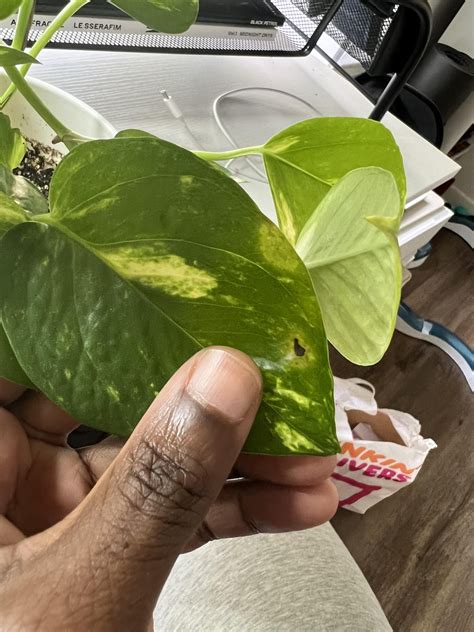 random black dots started appearing on my pothos how should i go about