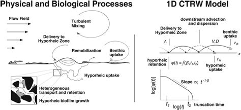 Conceptual Diagram Of Modeled Processes And Continuous Time Random Walk
