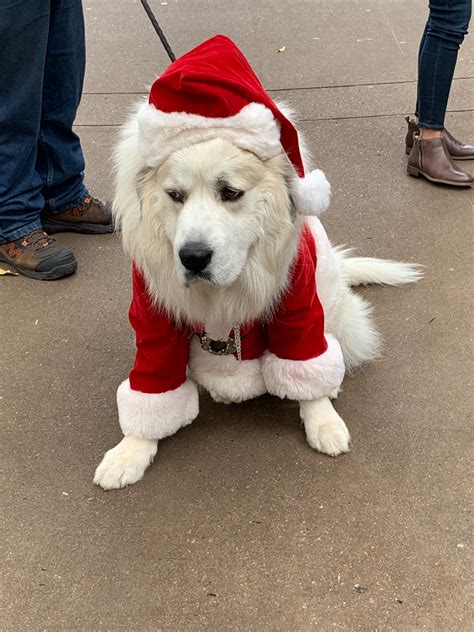 Fuck Christmas Blank Template Imgflip