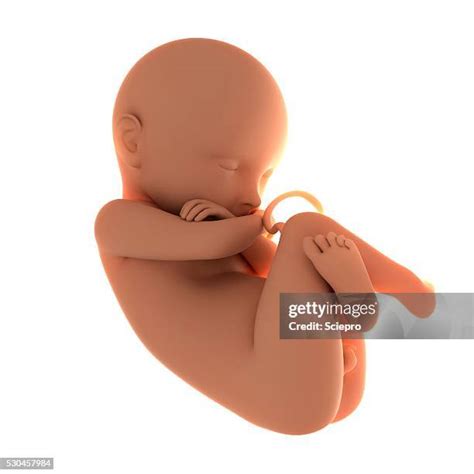 217 Prenatal Development Clip Art High Res Illustrations Getty Images