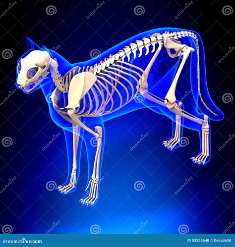 Cat Skeleton Diagram