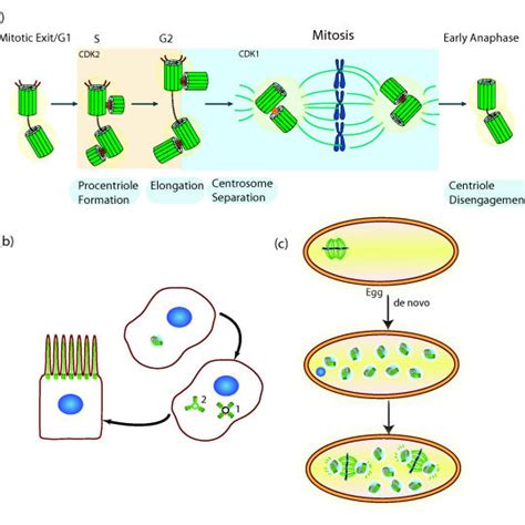Presence Of Centriolebasal Body Structure Correlates With The Presence