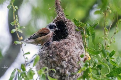 Premium Photo Eurasian Penduline Tit On Nest Remiz Pendulinus