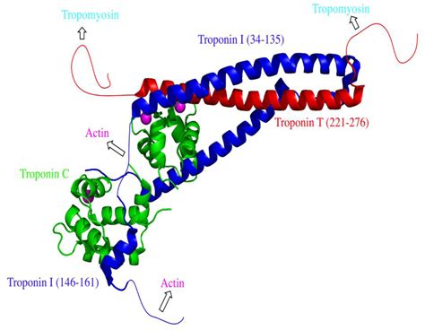 Figure 1 From Structure And Function Of Cardiac Troponin C Tnnc1