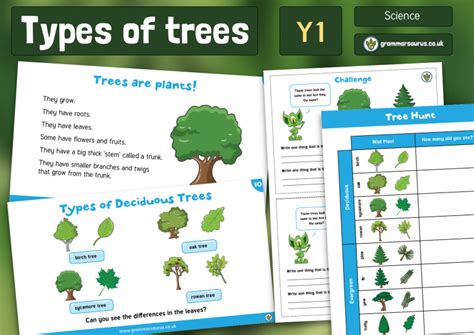 Year Science Plants Trees Lesson Grammarsaurus