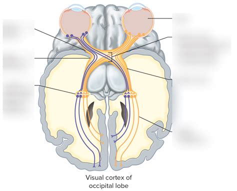 Visual Pathway Diagram Quizlet
