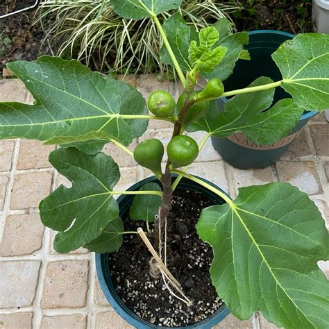 Grise Fig Tree Sweet Productive Fig Tree Fast Growing Plant