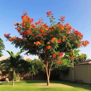 The 10 Best Trees That Grow In Sand Rhythm Of The Home