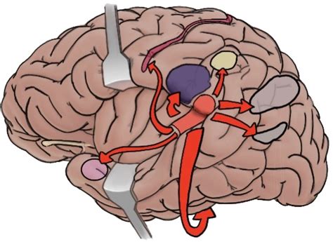 Vestibular Cortex