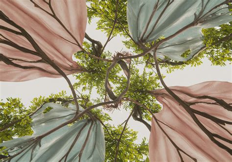 What Is The Optimal Height For The Base Of A Tree Canopy In A Busy